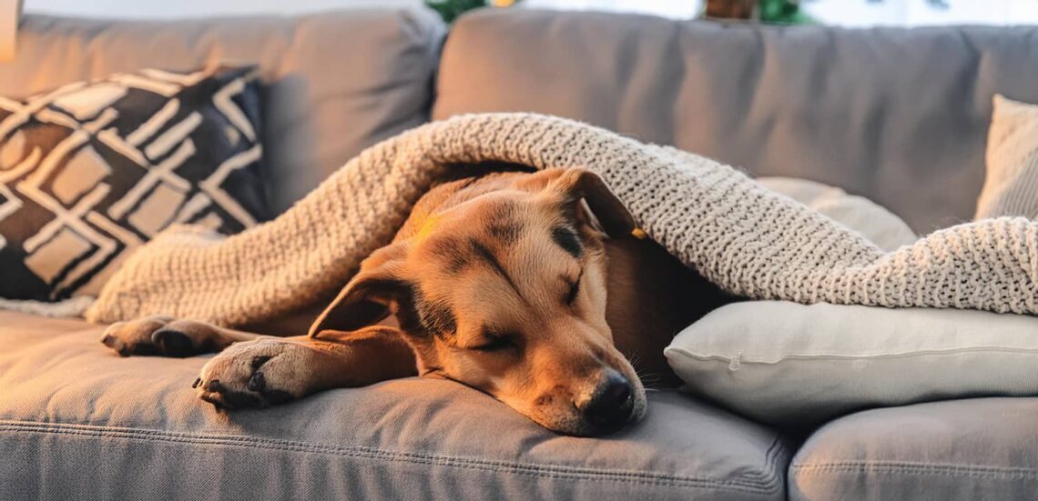 Remove Pet Hair from Furniture: The Ultimate Fur-Free Guide